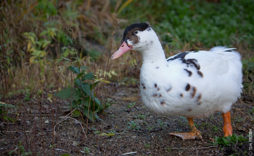 Mulard - Brilliant News