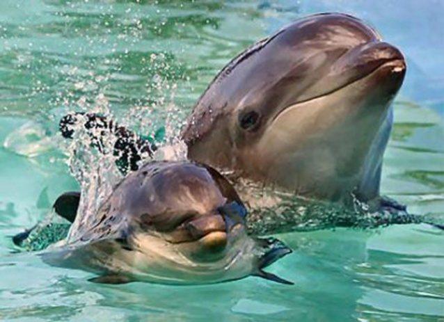 Wholphin - Brilliant News