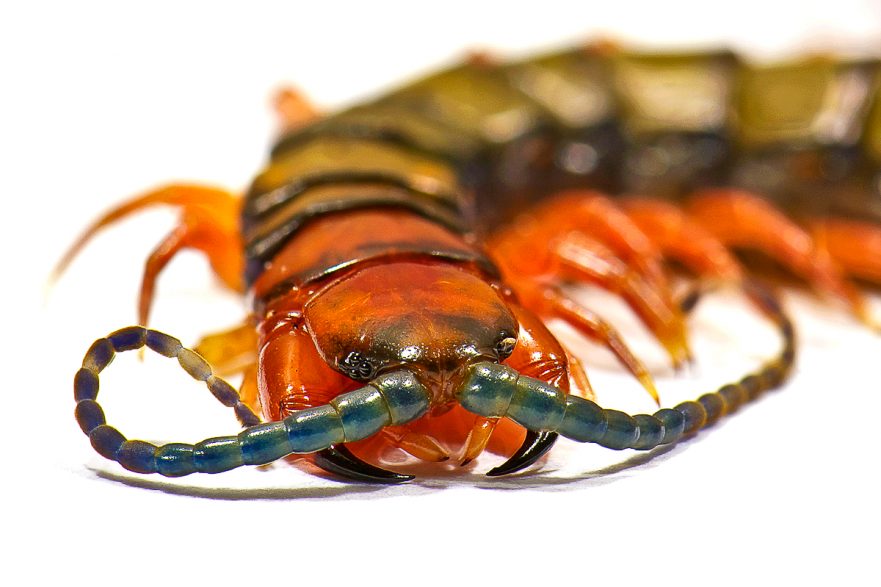 Amazonian Giant Centipede - Brilliant News