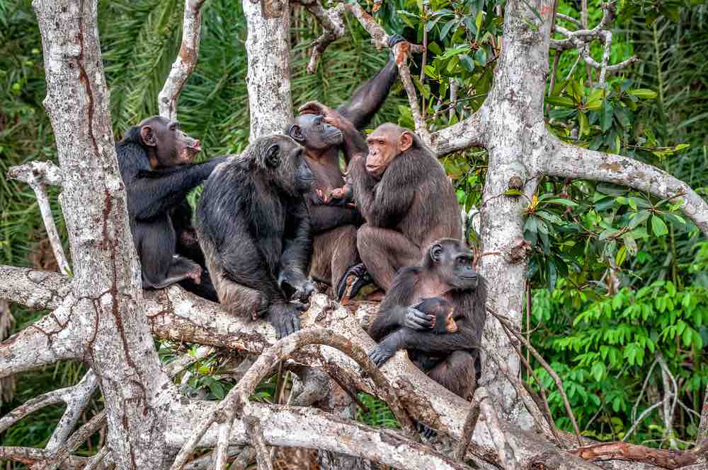 chimps - Brilliant News
