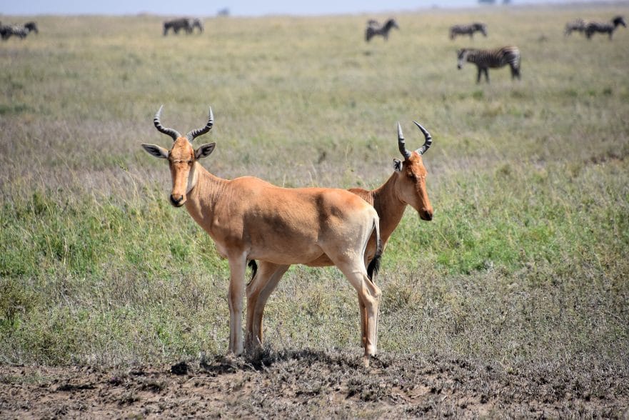 Cokes Hartebeest Kongoni Serengeti Tanzania - Brilliant News