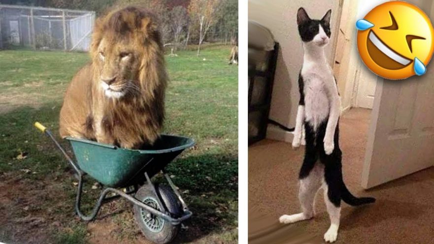 Funny Animals Acting Like Humans! LOLZ - Brilliant News