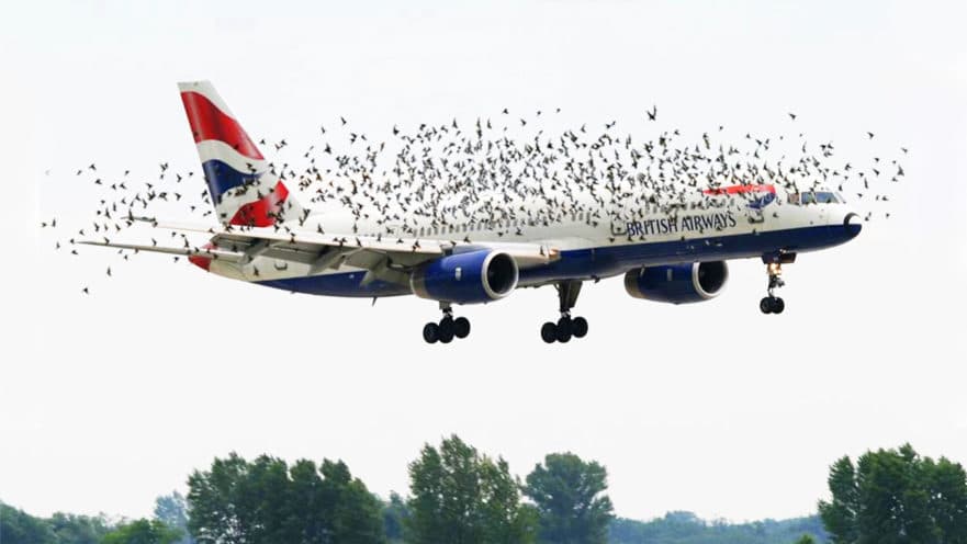 10 Weirdest Bird Attacks Caught on Camera! - Brilliant News