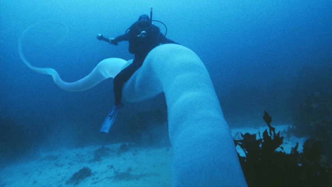 The Ocean's CREEPIEST Underwater Secrets! - Brilliant News